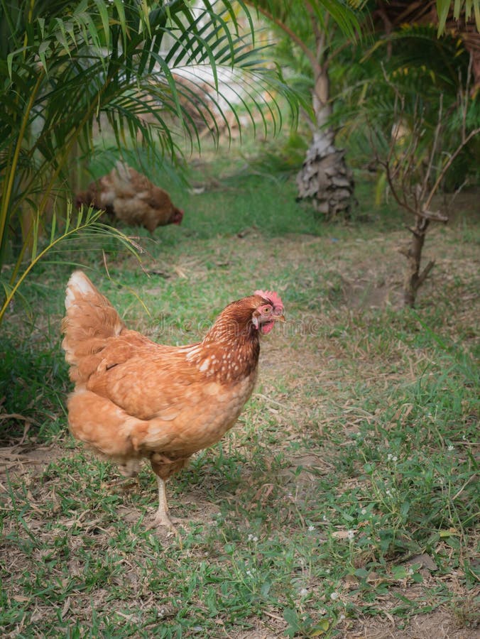 Red Hen on one leg stock image. Image of feather, poultry - 25116437