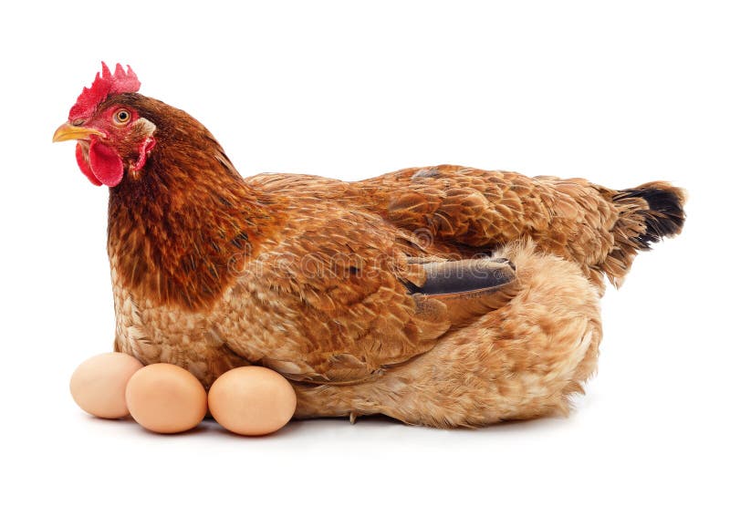 Brown chicken with eggs stock image. Image of agriculture - 210923883