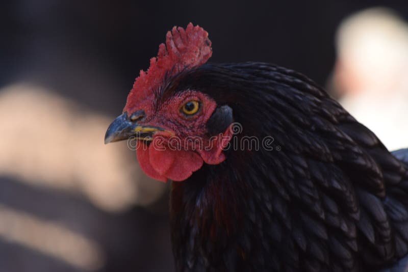 Brown chicken face stock photo. Image of lifestyle, closeup - 162309836