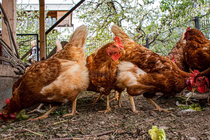 Brown chicken in the farm stock image. Image of poultry - 259099841