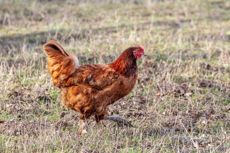 Brown Chicken in a Farm Garden, Growing Chickens_ Stock Photo - Image ...