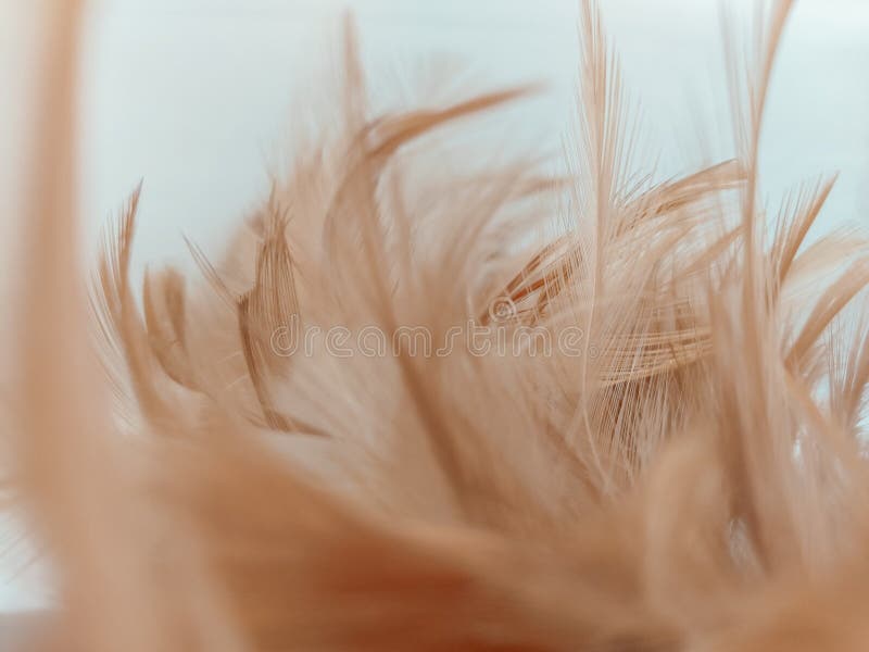 Brown Chicken Feather on White Background with Korean Soft Pastel Tone ...