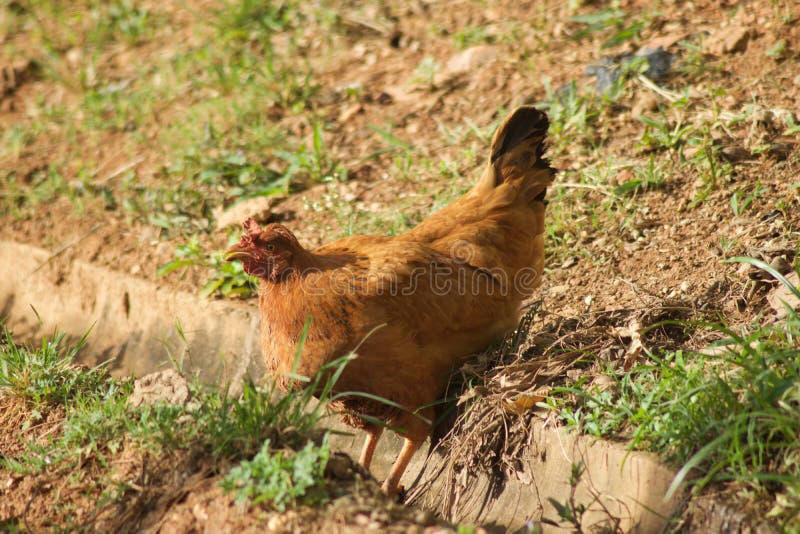 Brown Chicken in the Field of the Village on a Sunny Day Stock Image ...