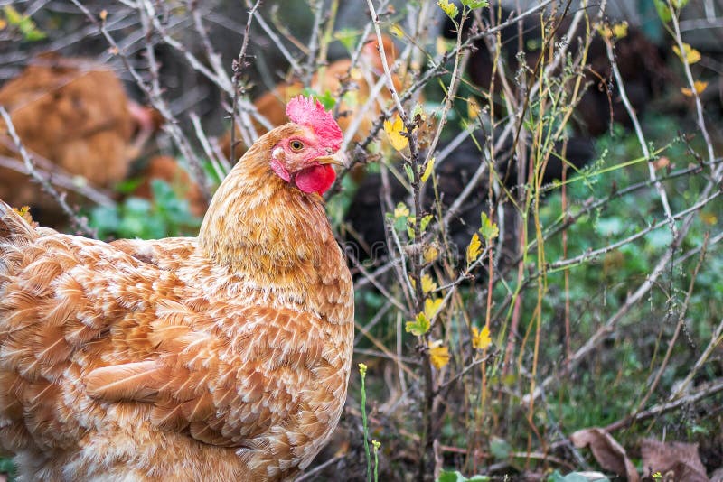Brown Chicken in the Garden of the Farm among the Bushes_ Stock Photo ...
