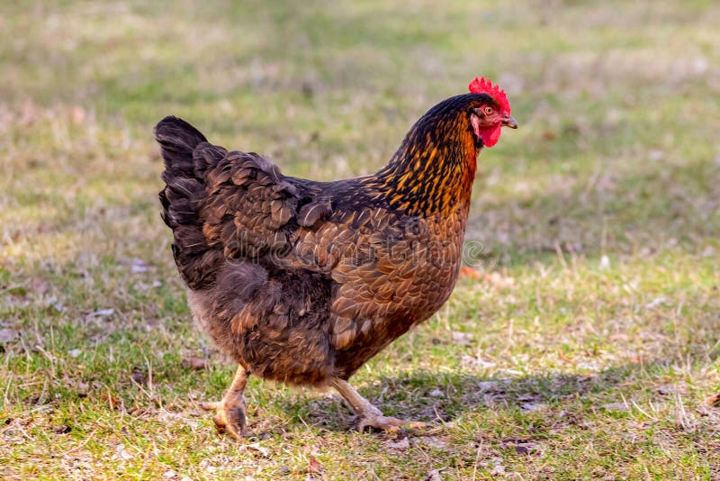 Brown Chicken Goes in the Garden on the Grass_ Stock Image - Image of ...