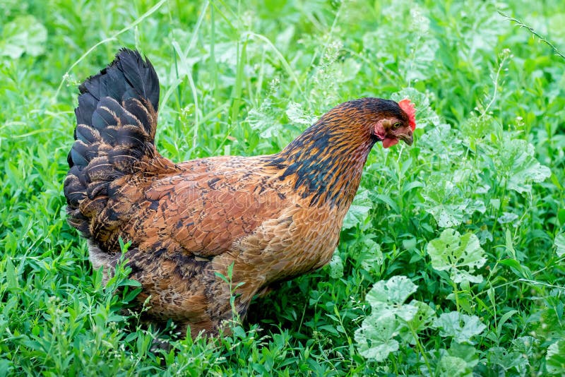 The Brown Chicken Goes on the Grass in the Garden of the Farm_ Stock ...