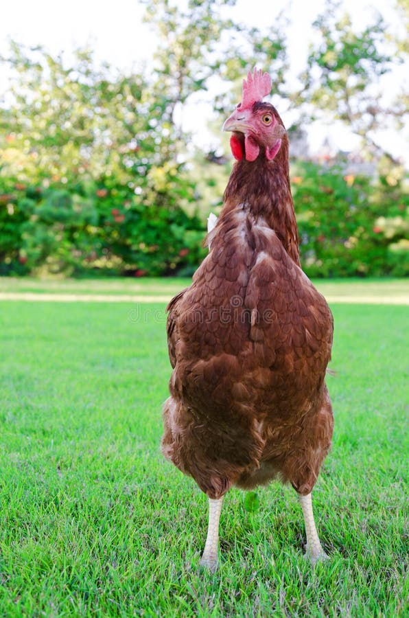 Brown chicken on the grass stock photo. Image of black - 50010366