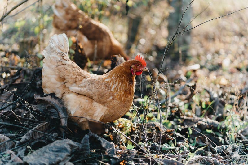 Brown Chicken Grazes on the Grass on Farm Stock Photo - Image of ...