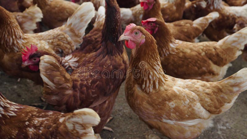 Brown Chicken or Hen Lay Eggs in Rural Farm Stock Footage - Video of ...