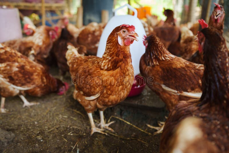 Brown Chicken or Hen Lay Eggs in Rural Farm Stock Image - Image of ...