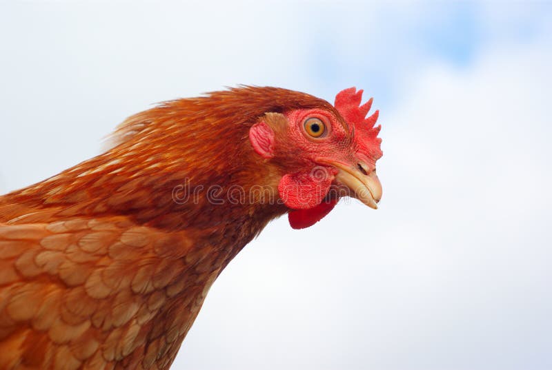 Chicken Head Side Stock Images - Download 602 Royalty Free Photos