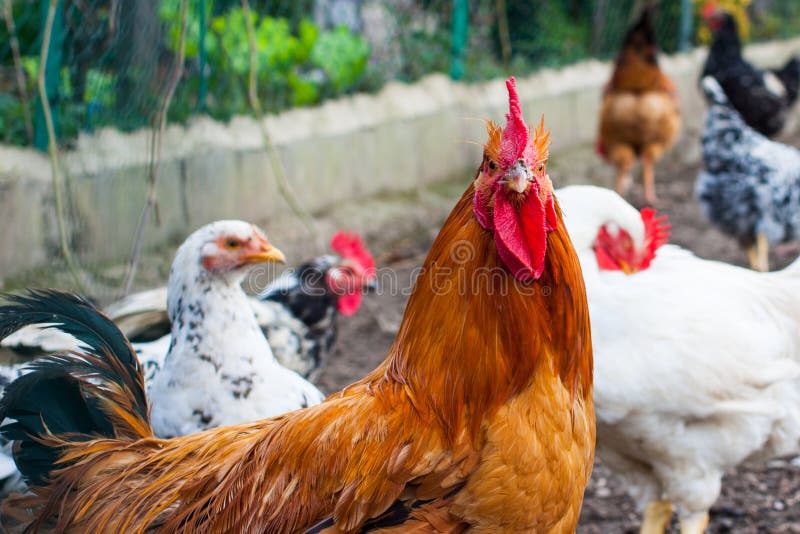 584 Chicken Rooster Looking Camera Photos - Free & Royalty-Free Stock ...