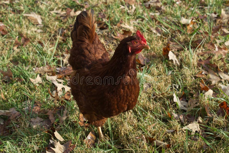 Brown Chicken Outside in the Grass with Leaves Stock Photo - Image of ...