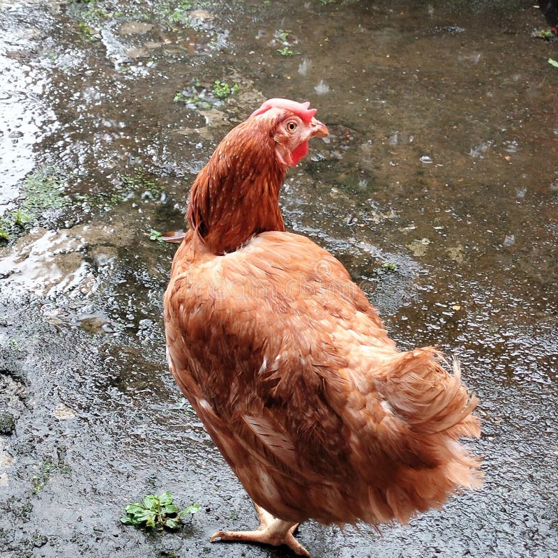 The Brown Chicken on the Rain Stock Image - Image of rain, animal ...