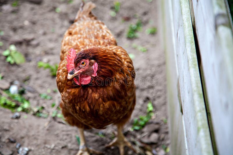 The Brown Chicken with Red Crest at Farm Stock Photo - Image of macro ...