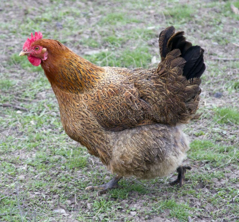 Brown Chicken Running for Their Business Stock Photo - Image of brown ...