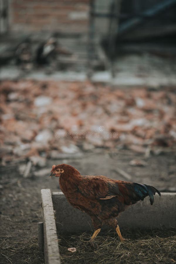 Brown Chicken Standing on Grass Stock Image - Image of park, chicken ...