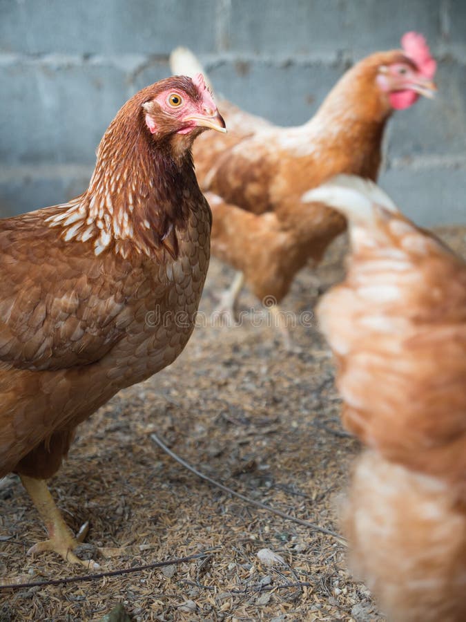 Chicken Standing stock photo. Image of abstract, food - 103010584