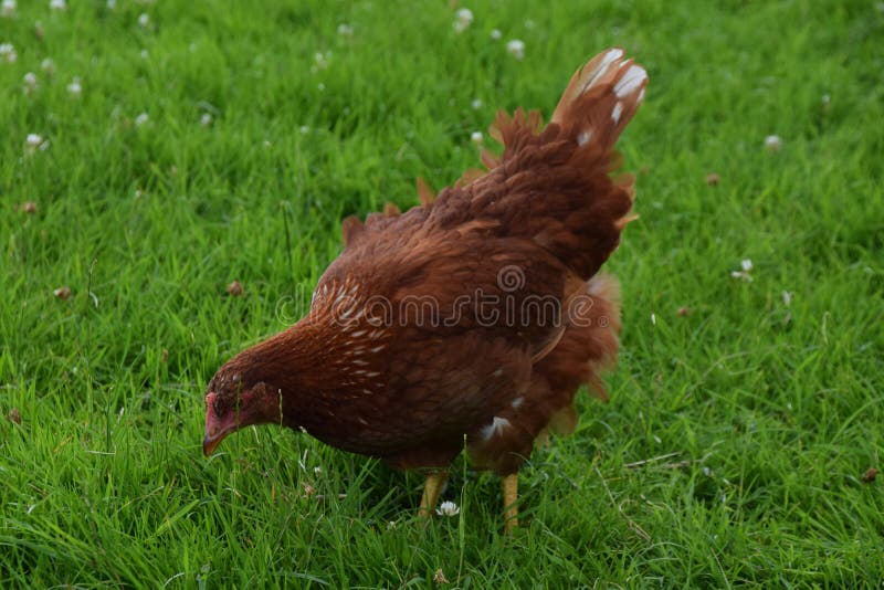 Brown Chicken Walking in the Green Grass Stock Image - Image of stands ...