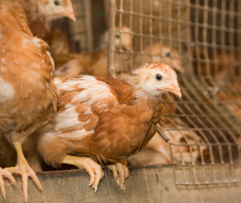 Brown Chickens in a Cage in a Poultry Farm Stock Image - Image of claws ...