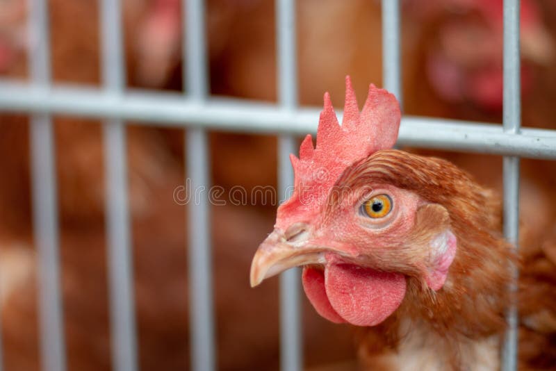 Brown Chickens in Home Made Chicken Coup at the Rural Backyard, Stock ...