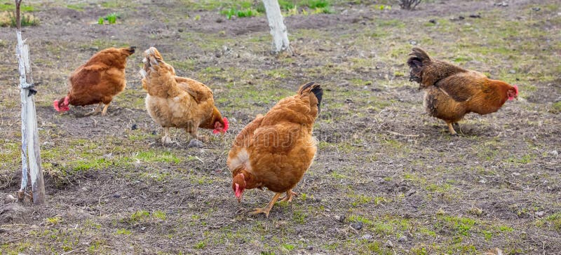Brown Chickens in a Farm Garden Peck Grass_ Stock Photo - Image of ...