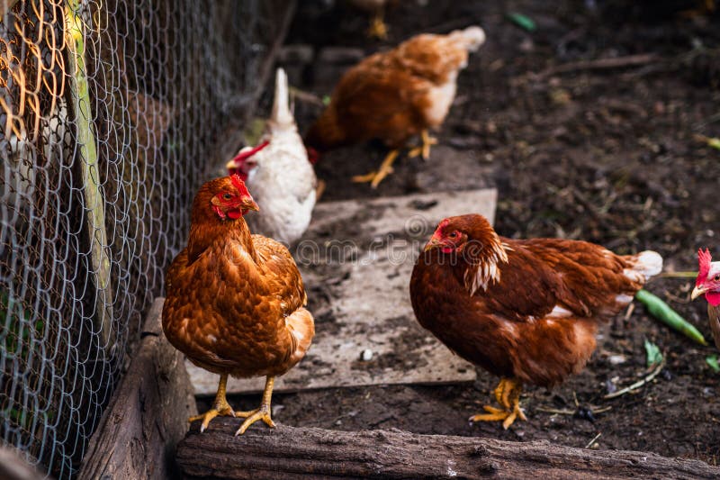Brown Chickens Foraging in a Rustic Backyard Coop during the Late ...
