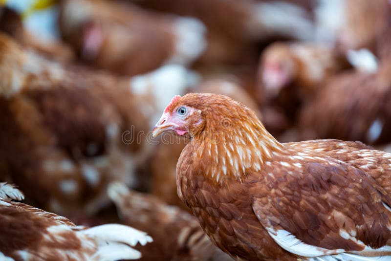 Brown Chickens, Hens in Farm. Stock Photo - Image of livestock, chicken ...