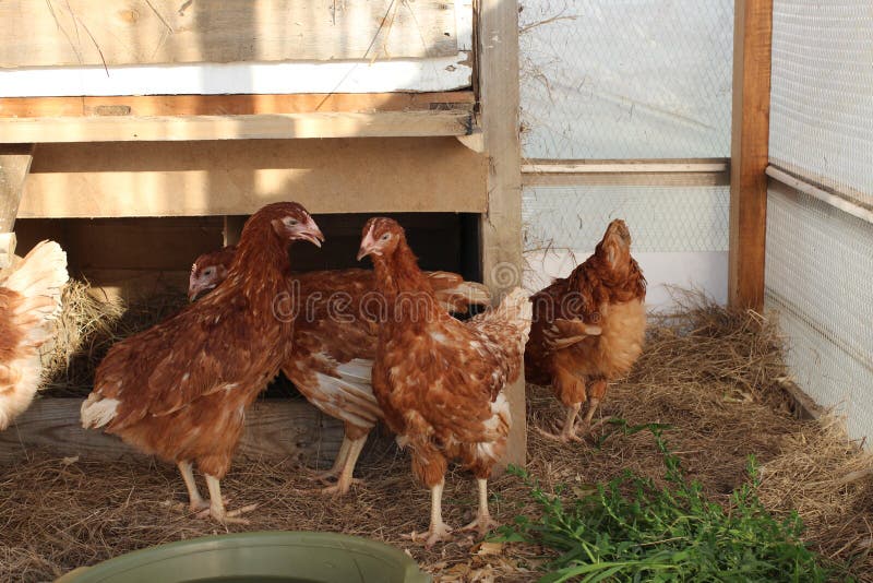 Brown Chickens Sit in the Poultry House Keeping Animals on the Farm ...