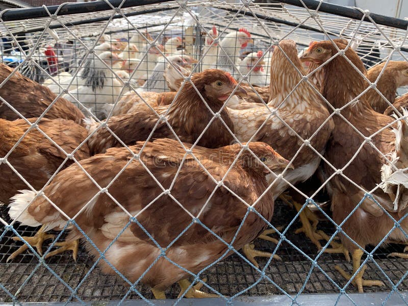 Brown Chickens Sit Under the Net. Poultry Farm Stock Image - Image of ...