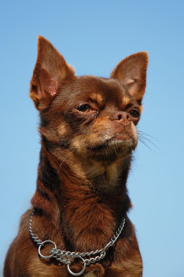 Brown chihuahua stock image. Image of pedigree, little - 25145069