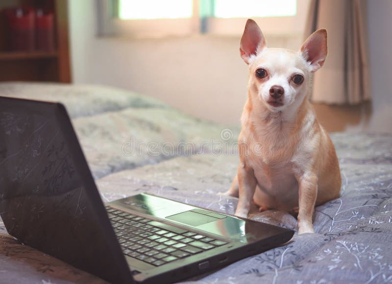 Brown Chihuahua Dog Sitting on Bed with Computer Notebook, Looking at ...