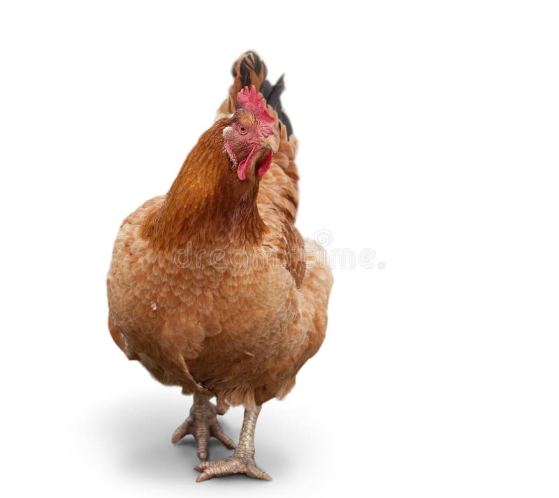Brown chiken stock image. Image of natural, isolated - 195588709