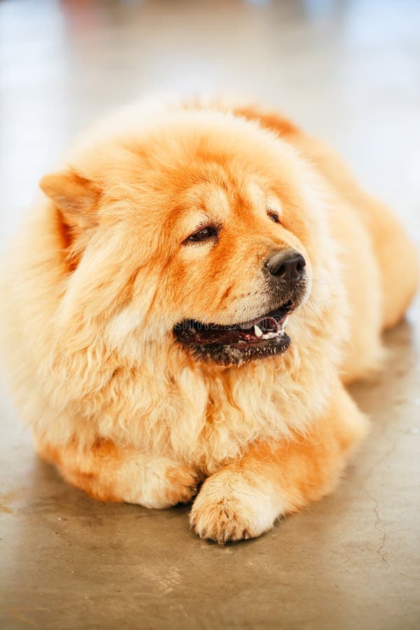 Brown Chines chow chow dog stock photo. Image of face - 44255016