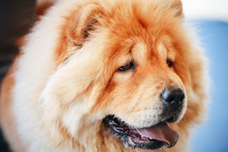 Brown Chines chow chow dog stock photo. Image of chinese - 68604810
