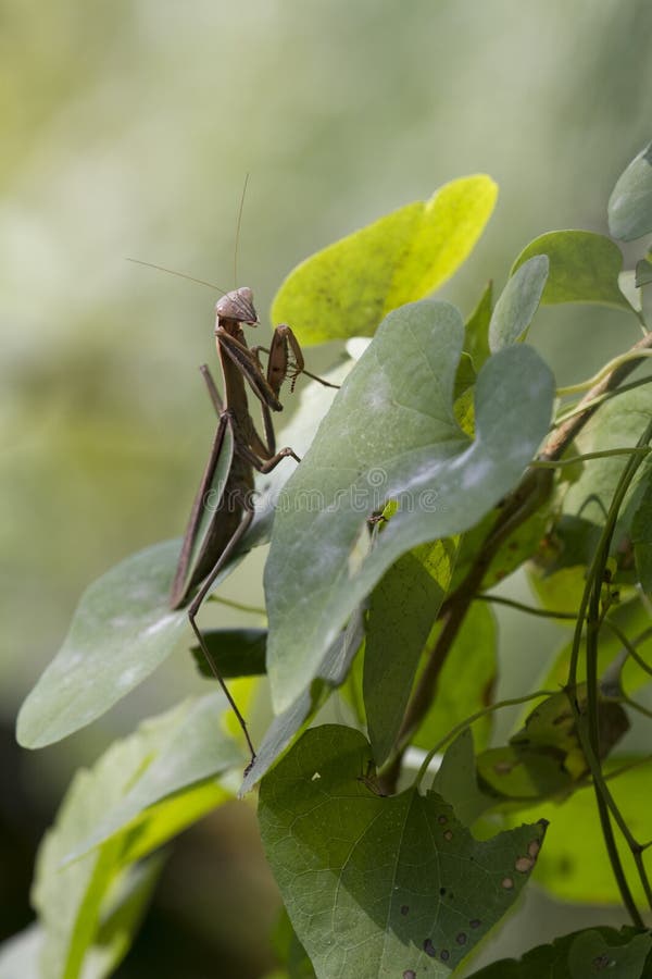 Brown Chinese Preying Mantis on a Leaf Stock Photo - Image of nature ...