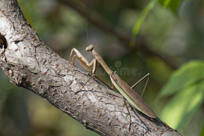 A Brown Chinese Preying Mantis Sitting on a Branch Stock Photo - Image ...