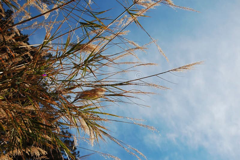 Brown Chinese Silver Grass Plants on Blue Sky Background Stock Photo ...
