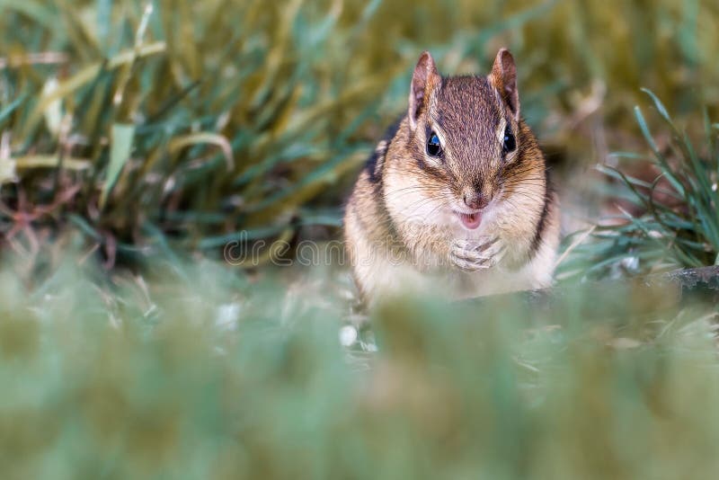 Brown Chipmunk Standing on Grassland Stock Photo - Image of small ...