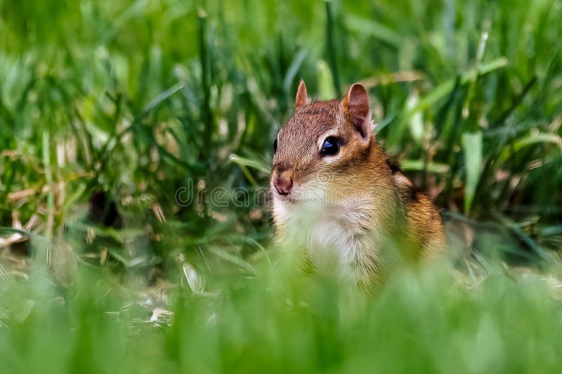 A Chipmunk Standing on a Rock with Its Face Open Stock Photo - Image of ...