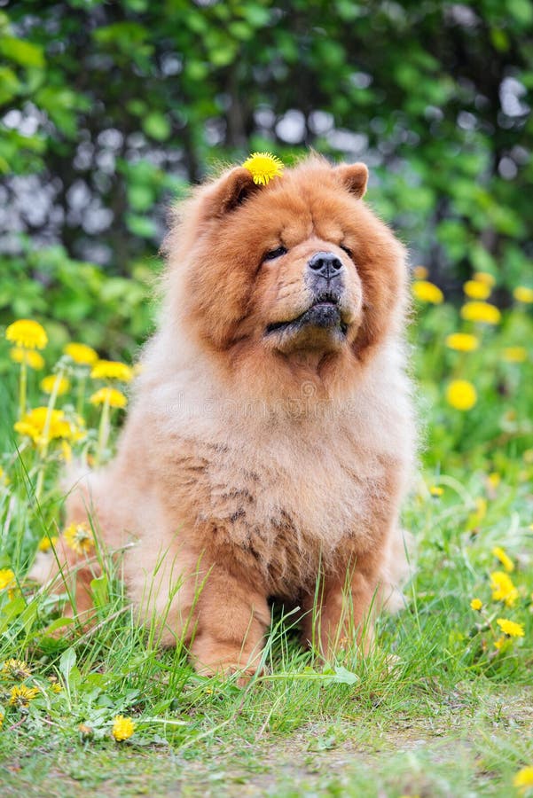Brown Chow Chow Dog Portrait Stock Image - Image of pedigreed, brown ...