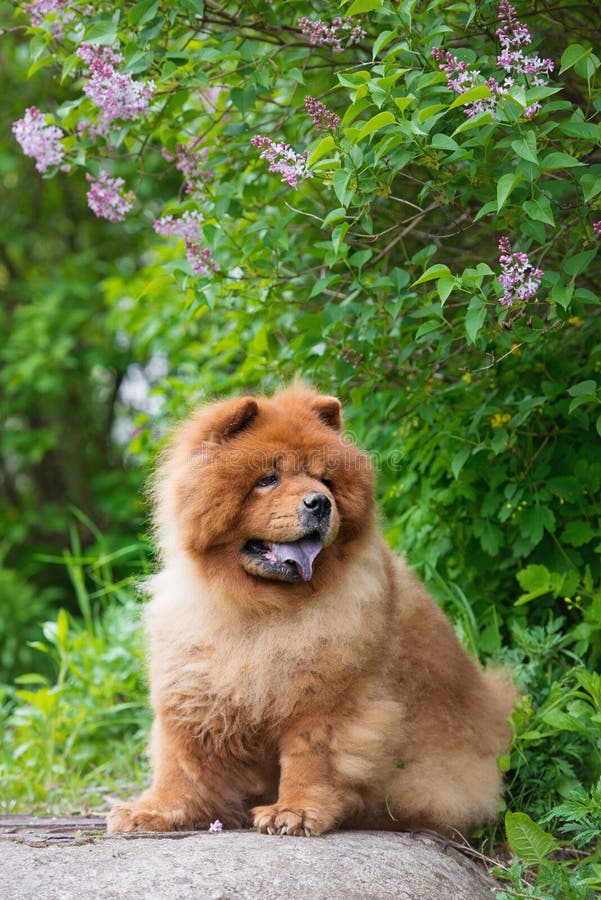 Brown Chow Chow Dog Portrait Stock Image - Image of pedigreed, brown ...