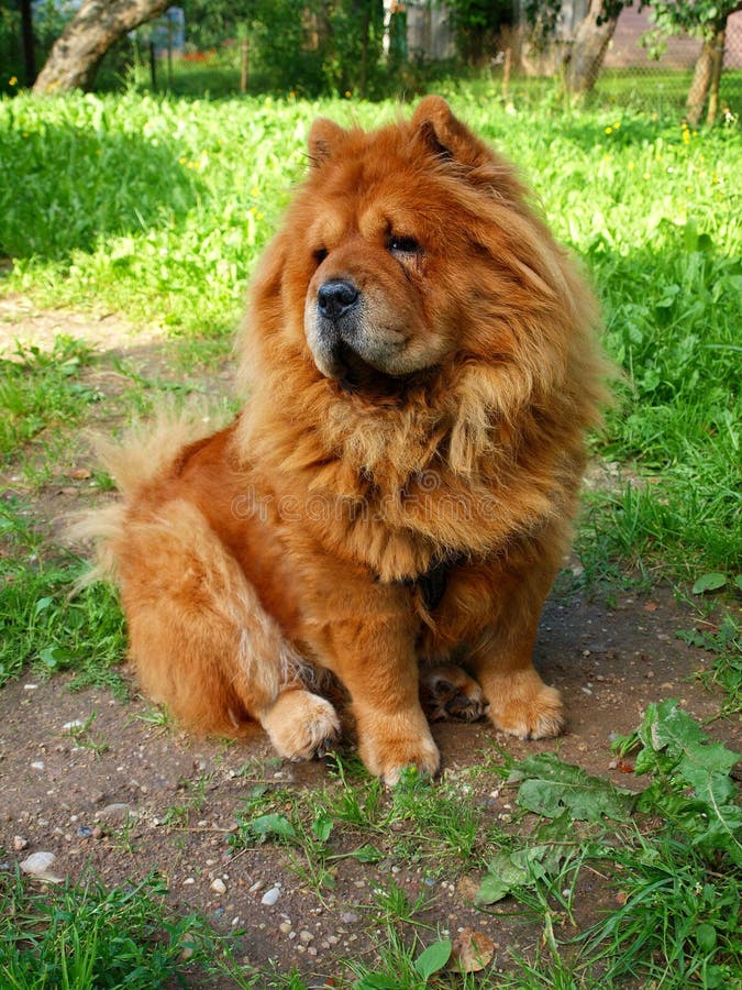 Brown Chow Chow Dog Stock Photos - Download 1,049 Royalty Free Photos