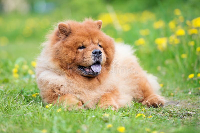 Brown Chow Chow Dog Outdoors Stock Photo - Image of summer, front: 54468000