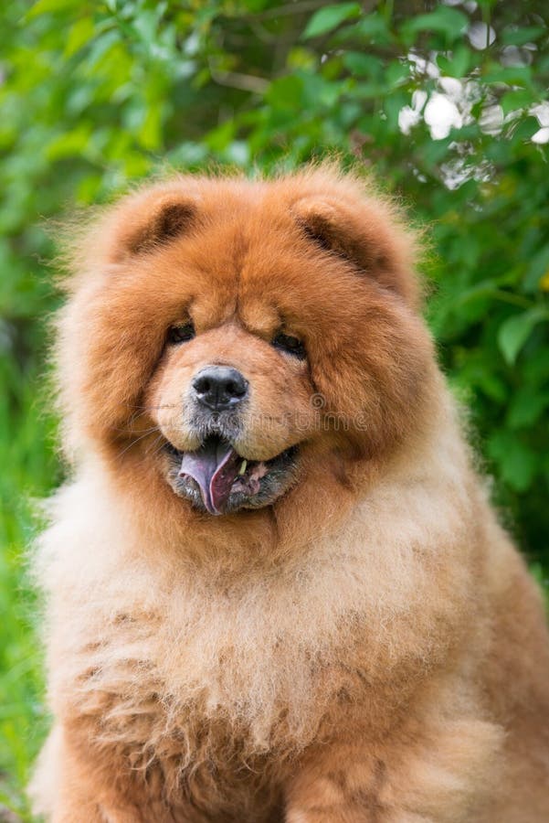 Brown Chow Chow Dog Standing on a Bench Stock Image - Image of animal ...