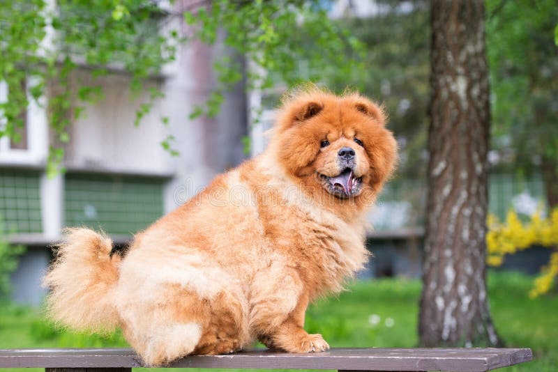 Brown Chow Chow Dog Sitting on a Bench Stock Image - Image of purebred ...