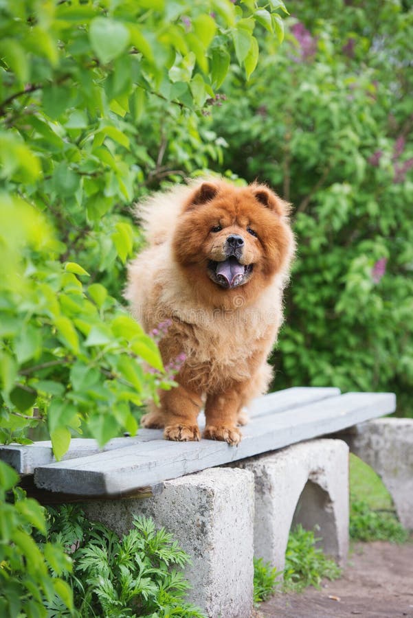 Brown Chow Chow Dog Standing on a Bench Stock Photo - Image of chinese ...