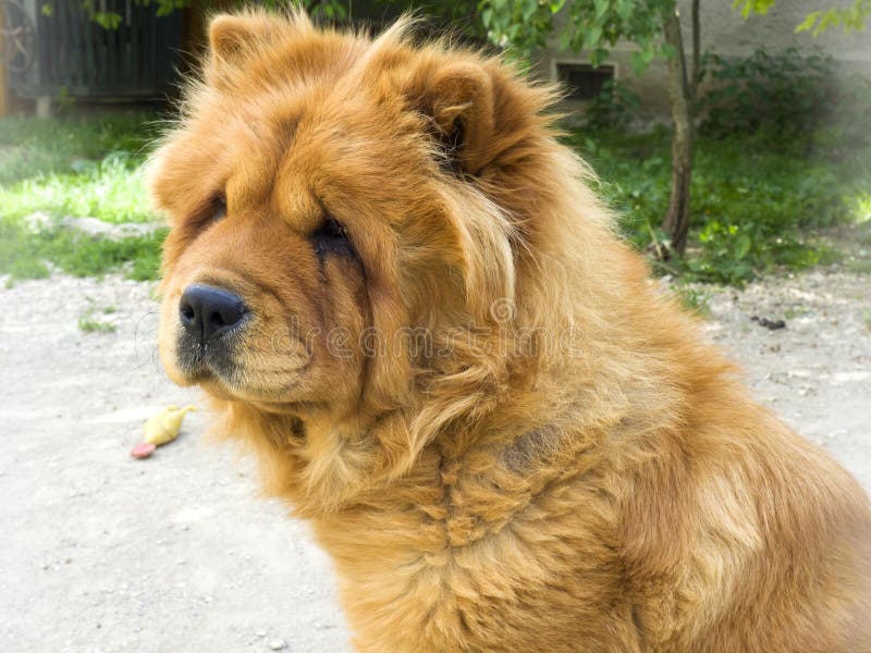 Brown chow chow stock image. Image of handsome, home - 72026765