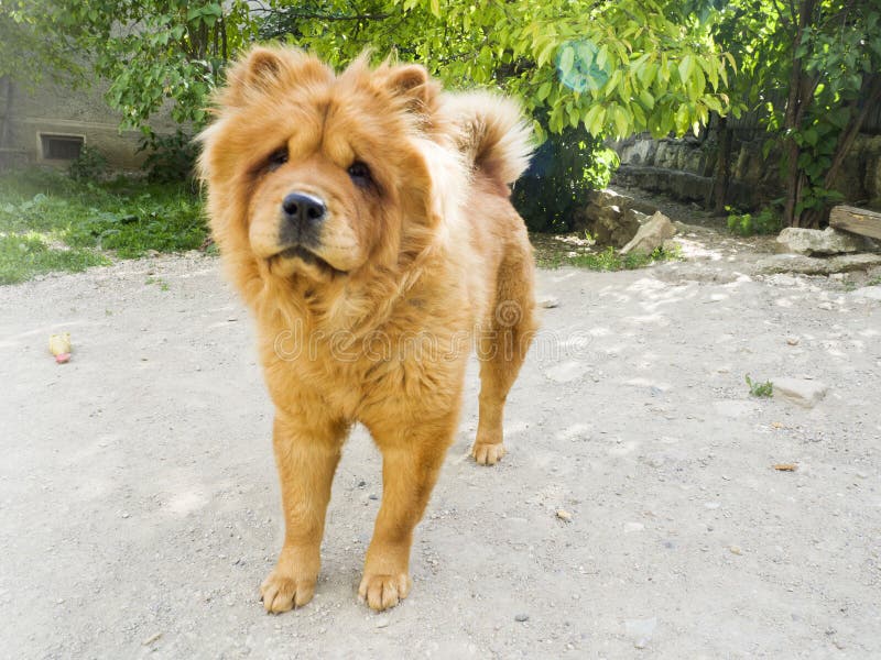 Brown chow chow stock image. Image of lovely, face, grass - 72026921