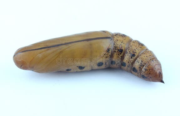 Brown chrysalis stock photo. Image of full, cocoon, butterfly - 28528716
